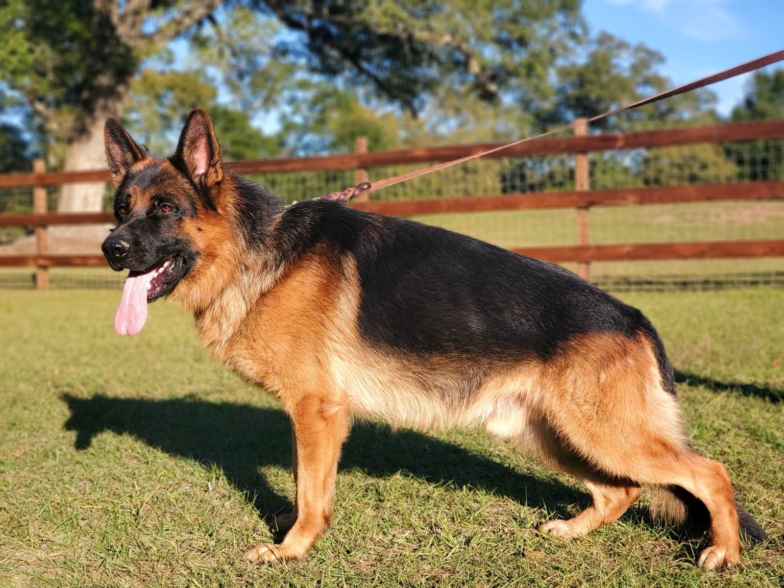 Heritage Hills Ranch – German Shepherds