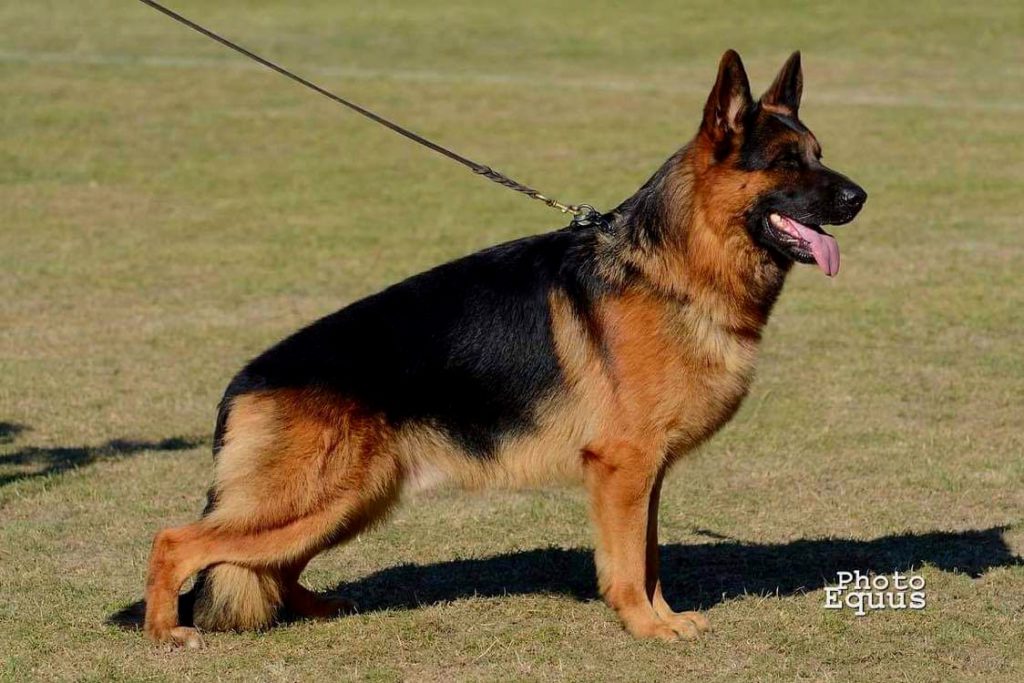 Va1 Norbi Heritage Hills Ranch German Shepherds