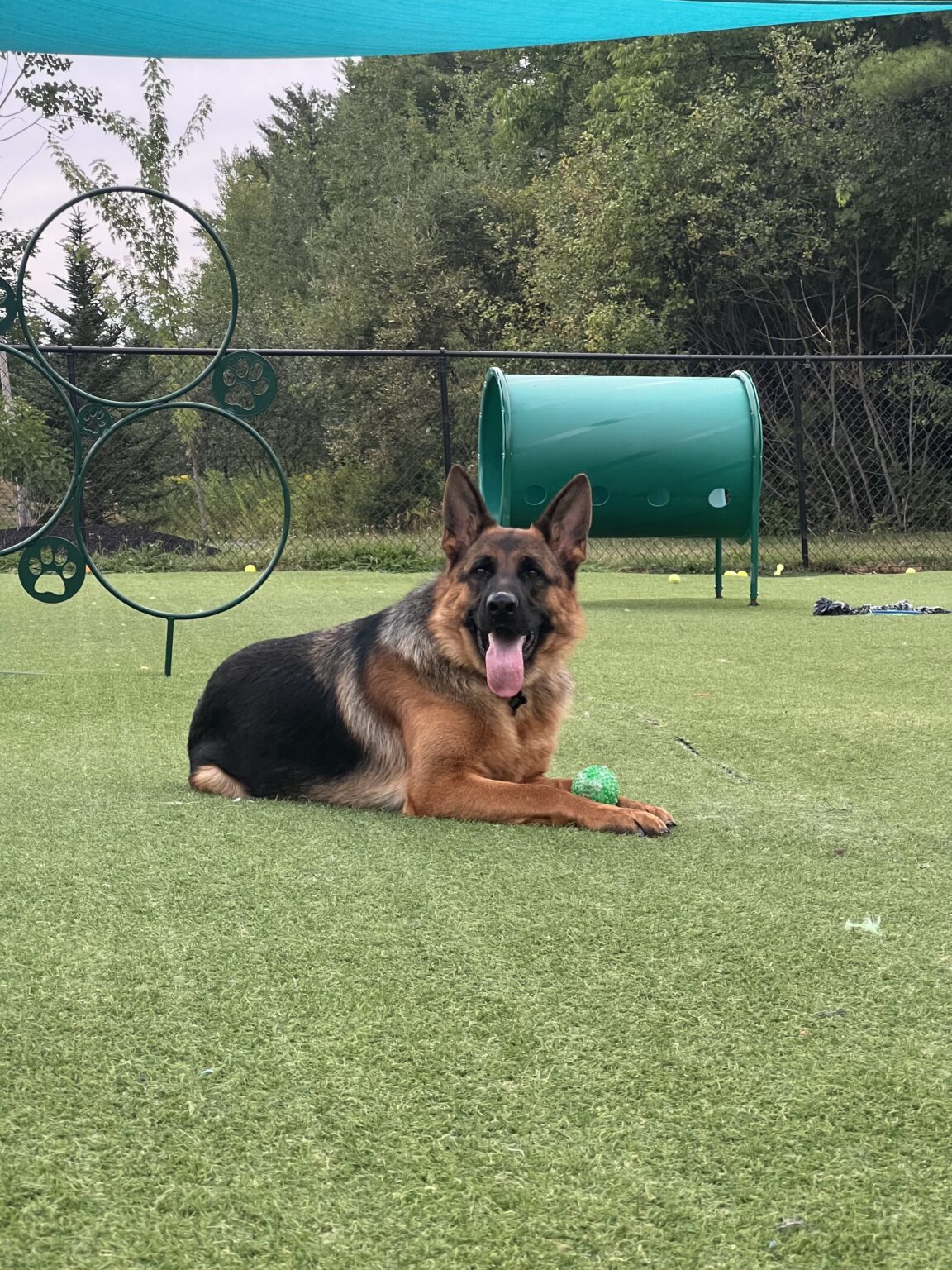 Isabella – Heritage Hills Ranch – German Shepherds