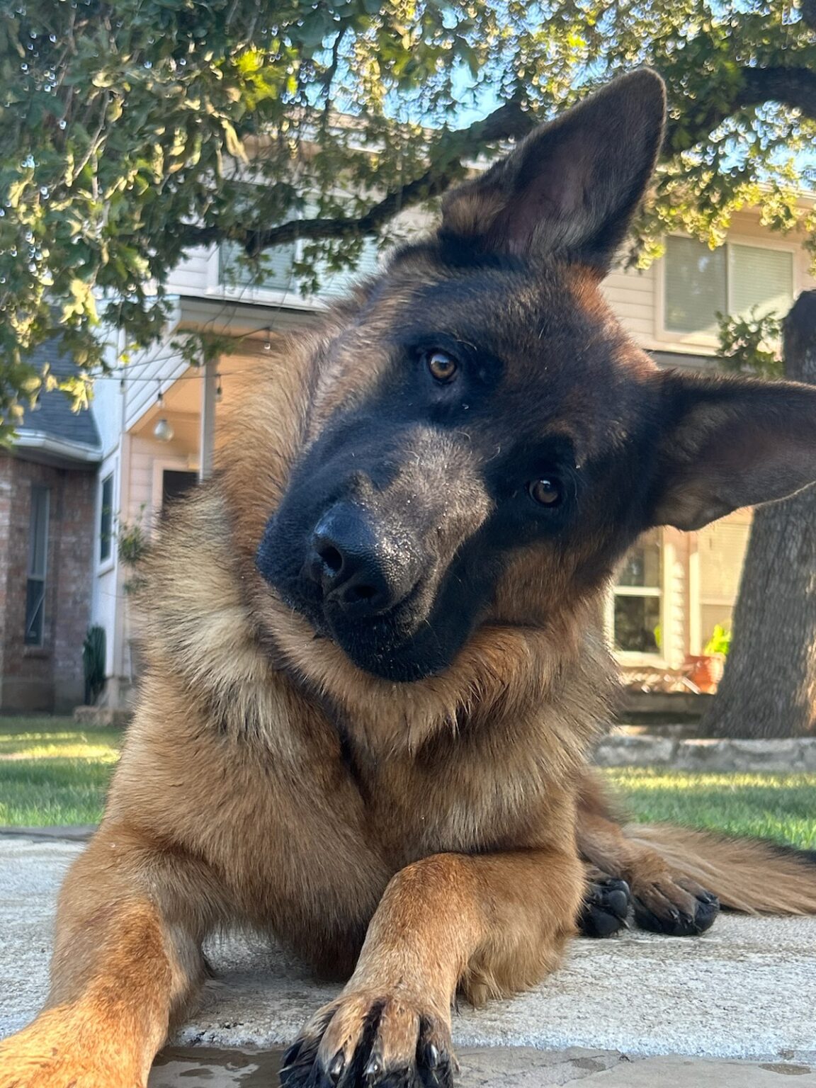 Isabella – Heritage Hills Ranch – German Shepherds